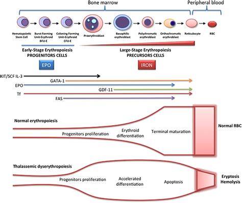 Schematic Representation Of Erythropoiesis During Erythroid