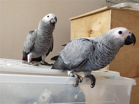 1 Pair African Gray Parrots For Sale