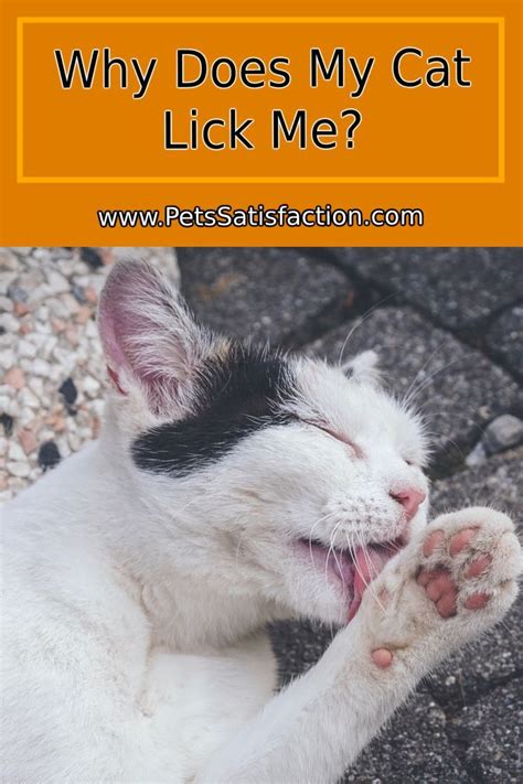 Why Does My Cat Lick Me Artofit