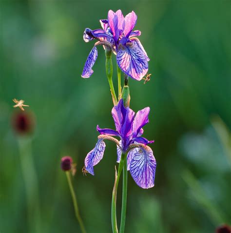 Growing The Siberian Iris