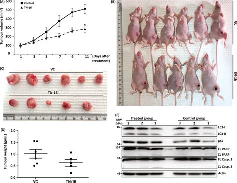 Tn‐16 Inhibits Murine Breast Tumour Growth In Vivo The 4t1 Mouse