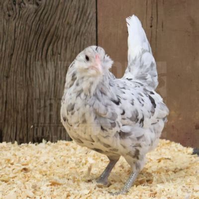 Mille Fleur Belgian Bearded Duccle Bantam Day Old Chicks