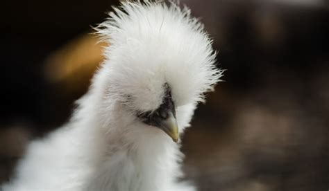 Showgirl Chicken Breed Profile The Hip Chick