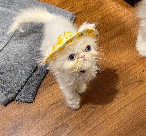 Wisp ˚ ༘♡ ⋆｡˚