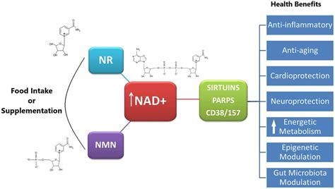 Nad Booster Supplements Can They Turn Back The Ageing Clock
