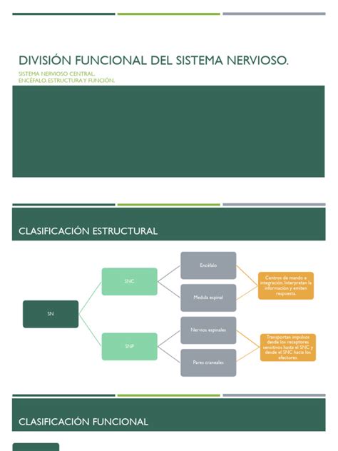 División Funcional Del Sistema Nervioso Pdf Cerebro Sistema