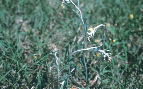 Purple Cudweed Pests Georgiaturf