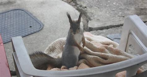 Its My Cake Day So Here Is A Picture Of Confused Squirrel From Our Porch Album On Imgur