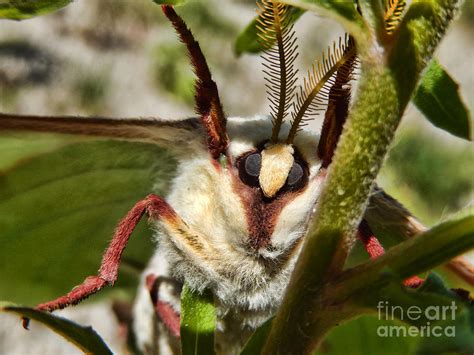 Luna Moth Macro Photograph By Kelley Freel Ebner Fine Art America