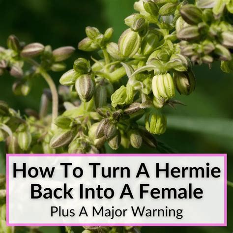 How To Turn A Hermie Back Into A Female A Big Warning