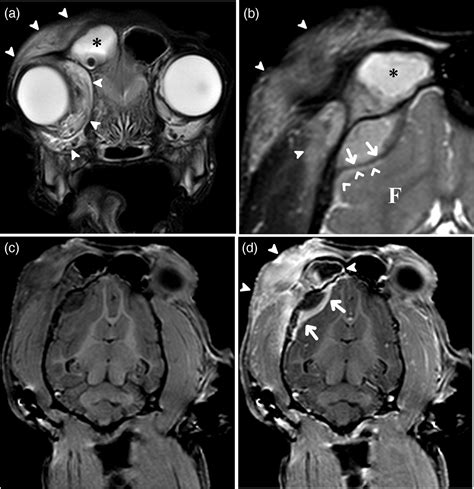 Shock And Awn Two Unusual Cases Of Grass Seed Ingestion In Dogs Vet