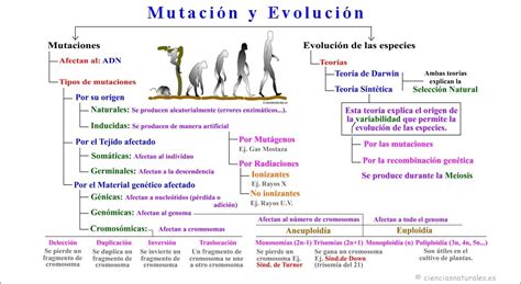 Mapas Mentais Sobre Teoria De Darwin Mapa 10