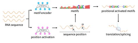 overview of motifnet workflow rna sequences were numerically encoded