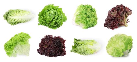 Diferentes Tipos De Lechuga Aislados En Diseño De Collage Blanco Foto