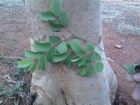 Anogeissus Latifolia Images Useful Tropical Plants