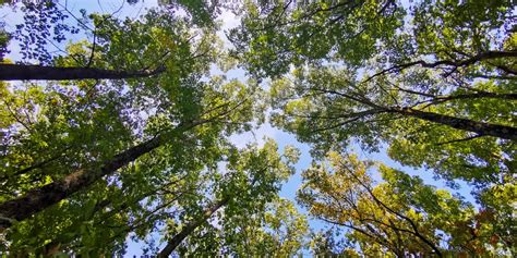 Young Trees More Susceptible To Drought But Also More Resilient Iu News