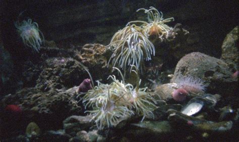 An Introduction To Britains Kelp Forests And How To Protect Them With