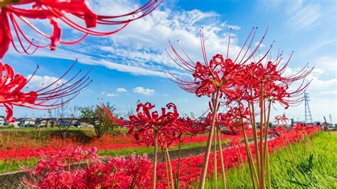 Higanbana Red Spider Lilies An Autumn Harbinger