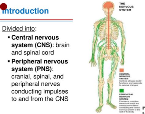 Nervous System Histology Lecture 8 Flashcards Quizlet