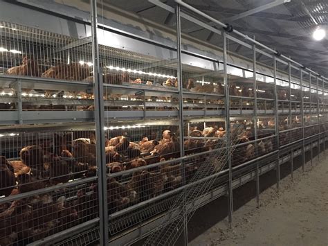 Nature1 Cage Free Layer Aviary System Fit Farm Innovation Team