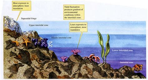 Geo5 Ca Rocky Intertidal