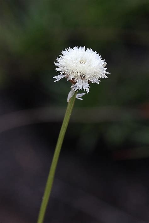 Comanthera Dimera A Photo On Flickriver