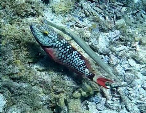 Saltwater Predator Fish