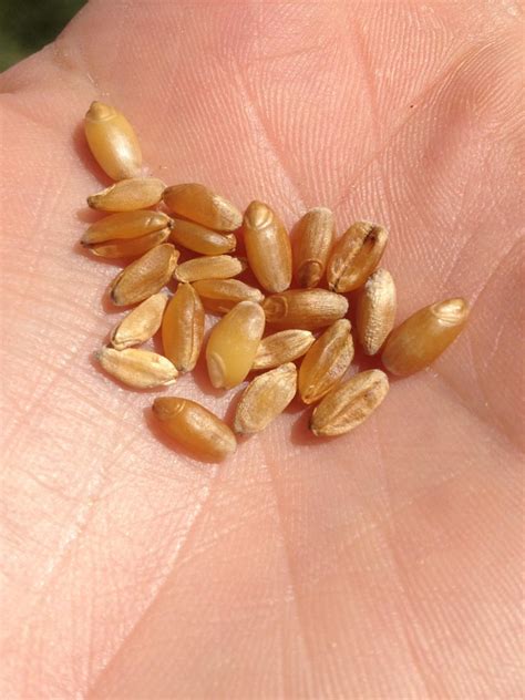 Under The Microscope Minimizing The Risks Of A Pre Harvest Glyphosate