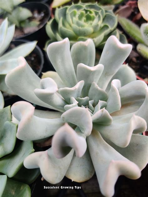Echeveria Runyonii ‘topsy Turvy Care And Propagation Succulent Growing