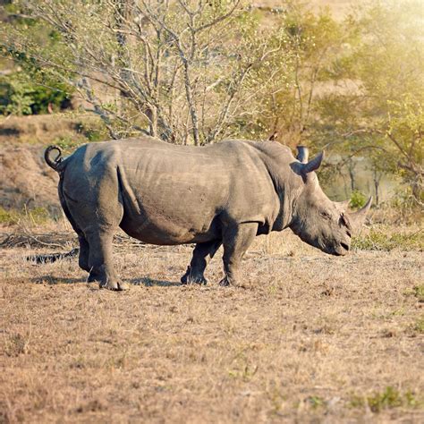 Premium Photo Rhino Ecosystem And Protected In Nature For Survival