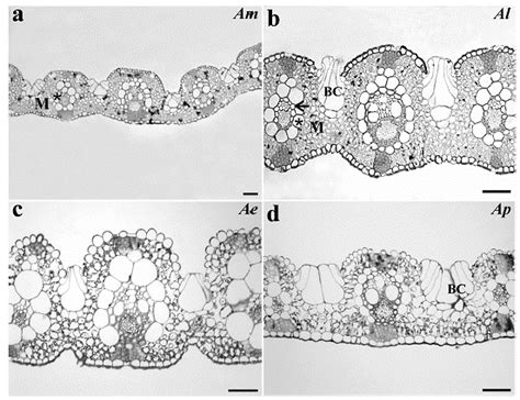 Anatomy Of C3 Plants Difference Between Mesophyll And Bundle Sheath