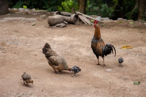 Premium Photo Local Chicken In A Community In Laos