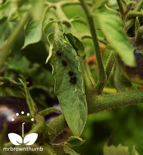 Tomato Hornworms And Parasitic Wasps Mrbrownthumb