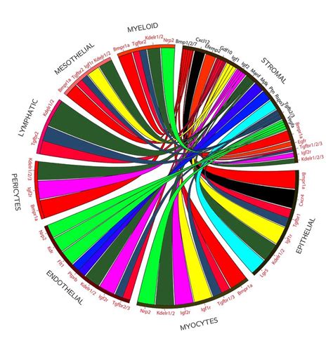 Potential Ligand Receptor Interactions In The Developing Uterus Circos Download Scientific