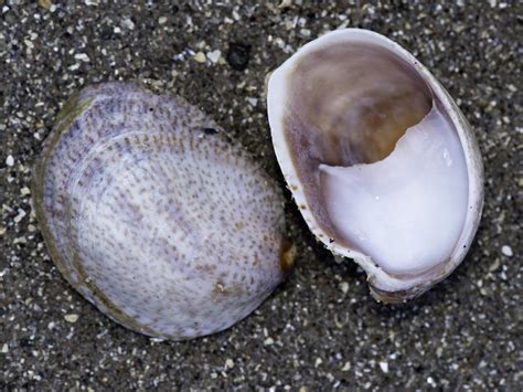 Mbdp Ni Crepidula Fornicata Species Account