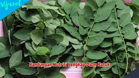 6 Manfaat Daun Katuk Untuk Kesehatan Tubuh Yang Wajib Diketahui