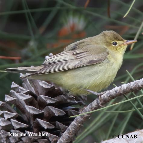 Icterine Warbler Hippolais Icterina Icwa