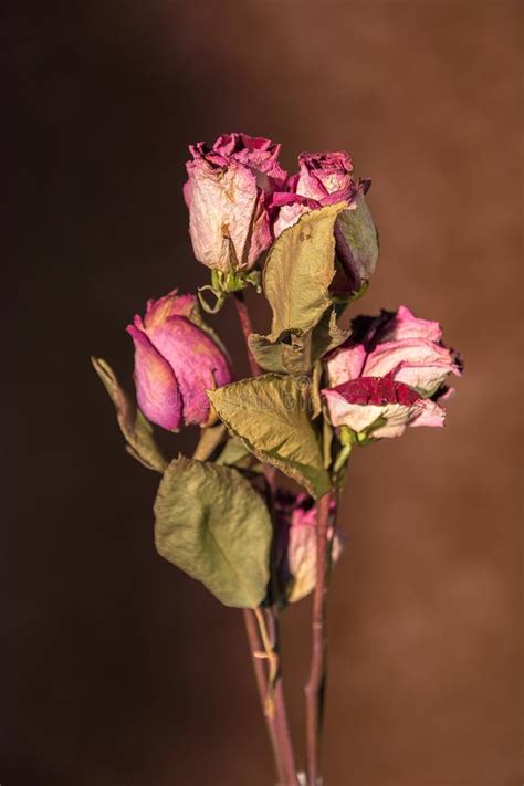 Verwelkte Blumen Stockbild Bild Von Stieg Verwelkt 58299385