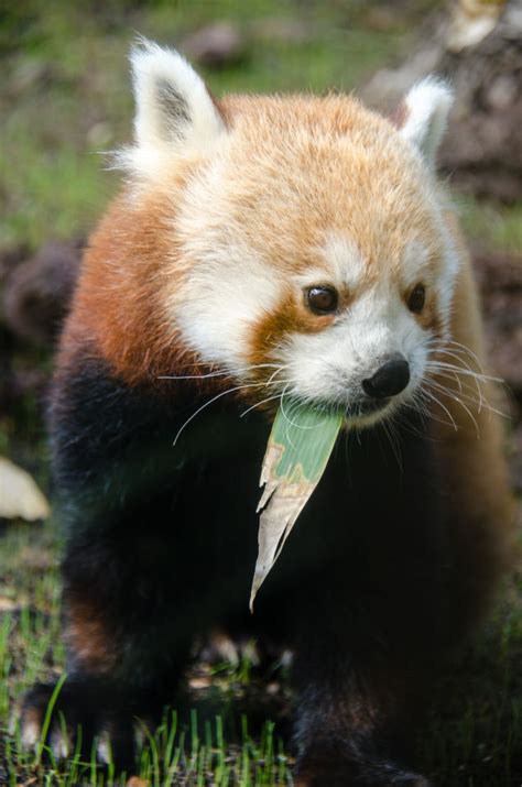 Red Panda Relatives