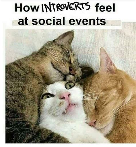 30 Introverts Ideas Introvert Introvert Humor Relatable