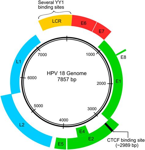 Hpv Virus Structure Structural Research Of Leviviridae Creative