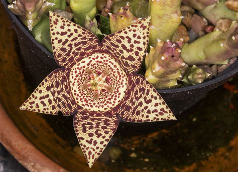 Stapelia Seedpod Naturally