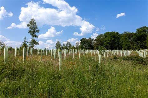 Reforestation With Tree Seedlings With Plastic Tubes Around Stem Growing In Rows Stock Image