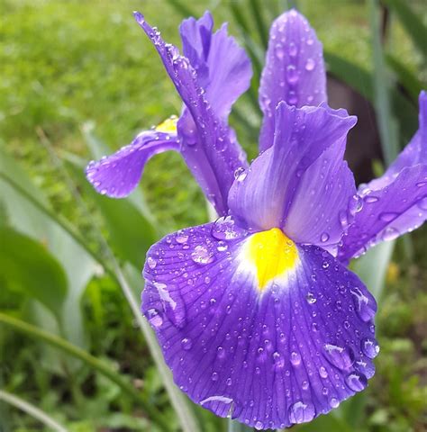 Iris Blomst Have Gratis Foto På Pixabay Pixabay