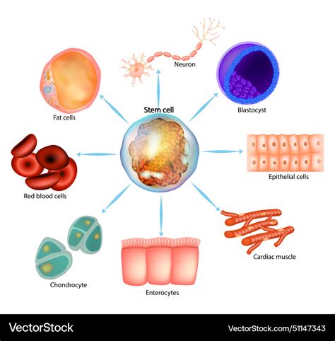 Stem Cell Blastocyst Neuron Epithelial Royalty Free Vector