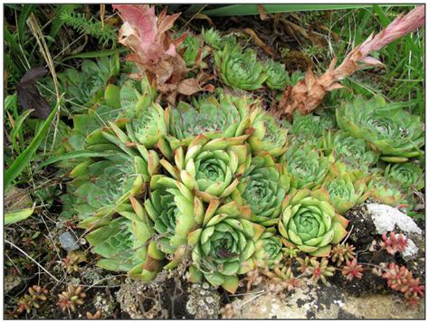 Intercontinental Convergence In Traditional Perspectives On Small Rosulate Leaf Succulents As