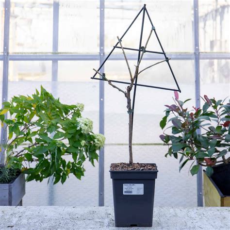 Cherry Van Mini Espalier 5l Potted Tree Buy Cherry Tree Online