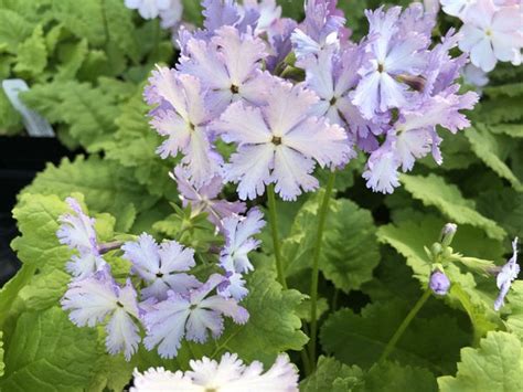 Primula Sieboldii Ice Princess Far Reaches Farm