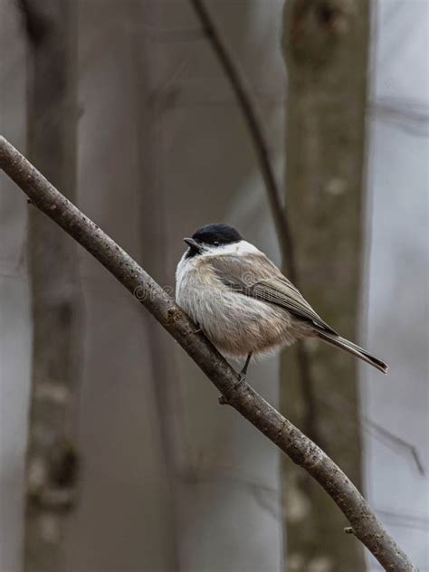 A Small Light Gray Black Headed Chickadee Sits On A Branch In The