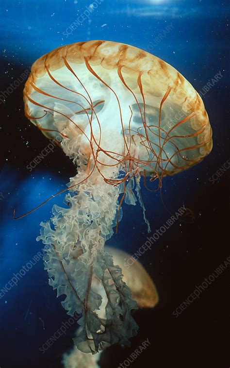 Atlantic Sea Nettle Jellyfish